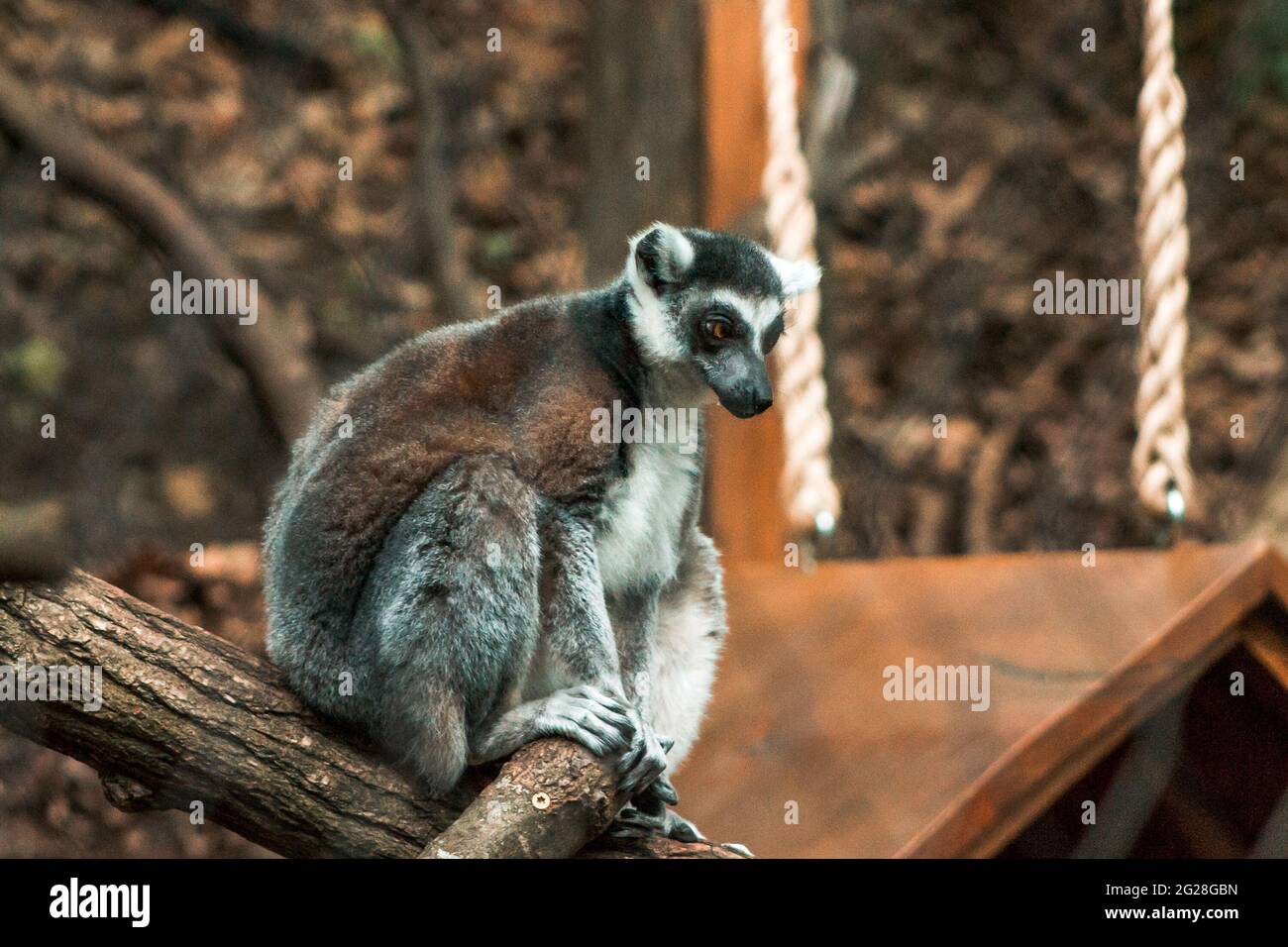 Outdoor lemur enclosure hi-res stock photography and images - Alamy