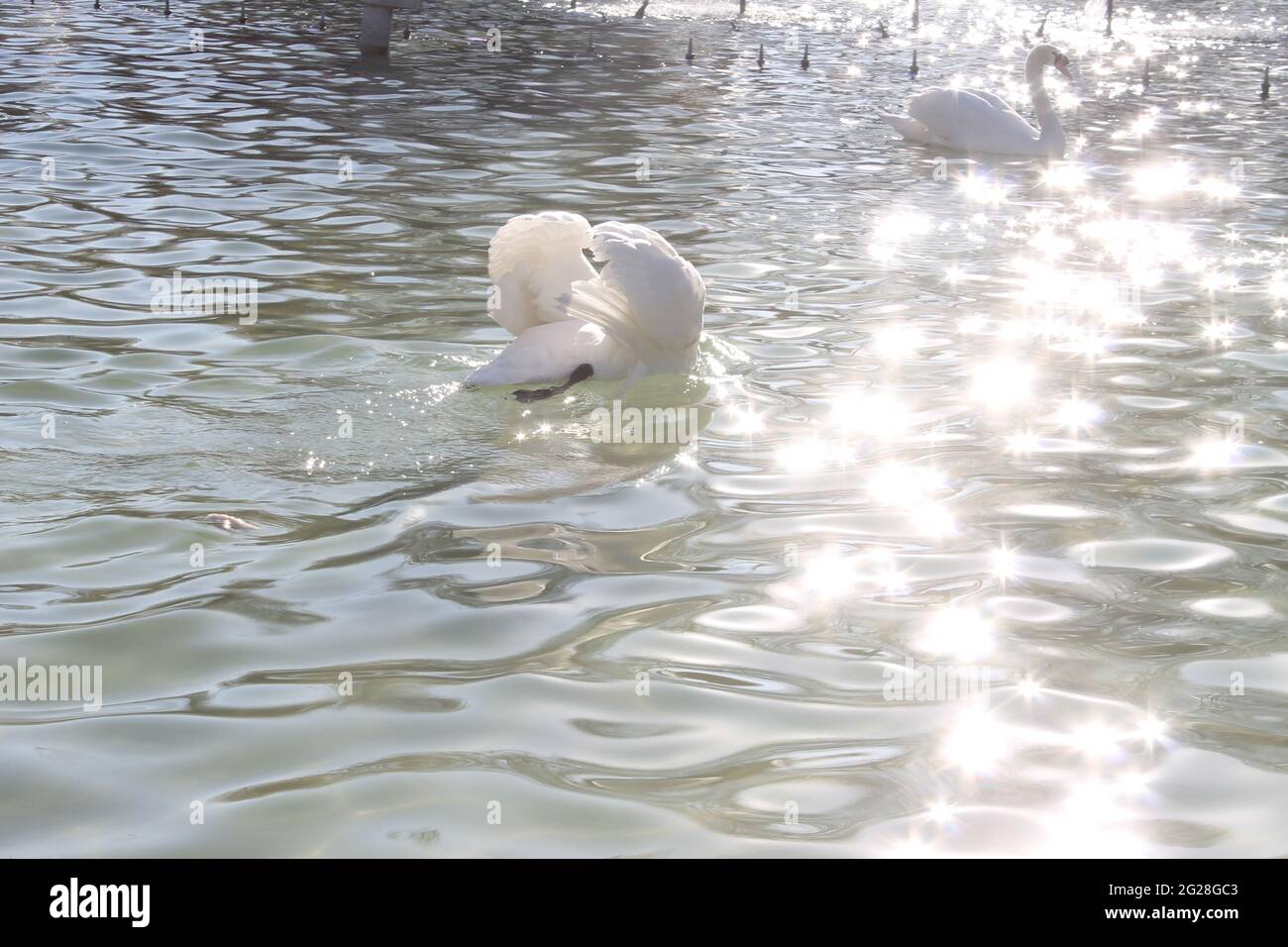 Elegant white and black swans swimming in the culture park pond Stock ...