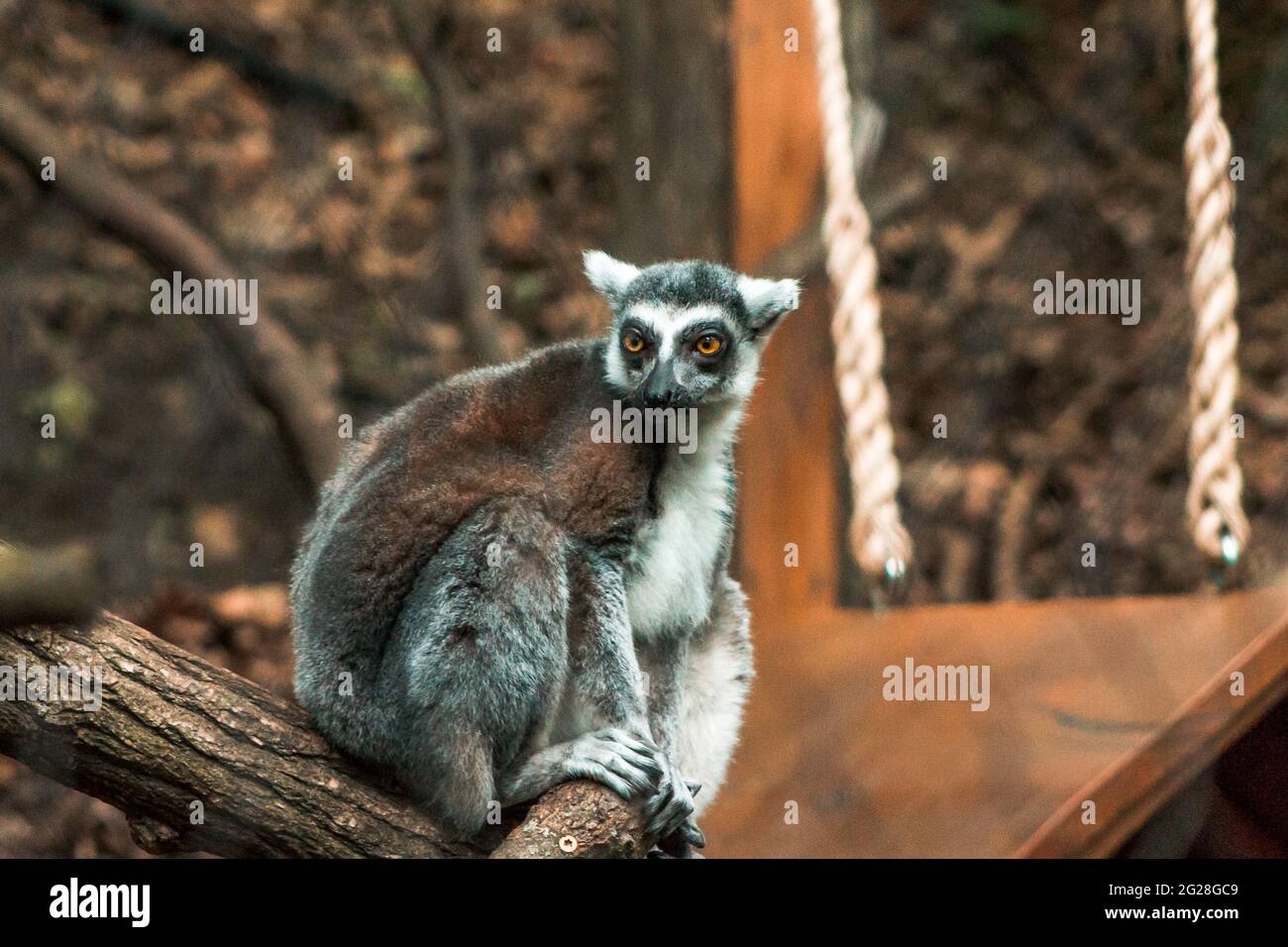 Ring tailed lemur enclosure park hi-res stock photography and images ...