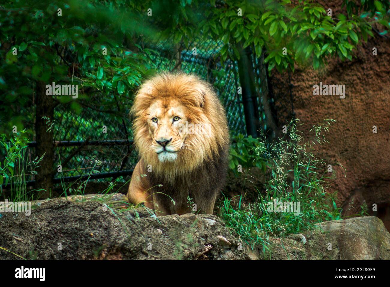 Lion looking out over a zoo enclosure Stock Photo - Alamy