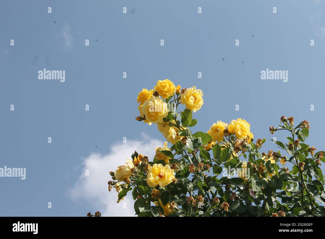 yellow roses blue sky and white clouds Stock Photo - Alamy