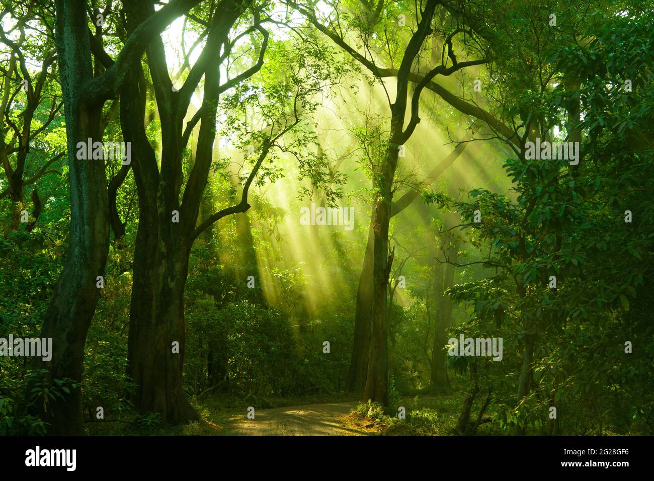 Africa, Tanzania, Lake Manyara National Park tense forest trees Stock ...