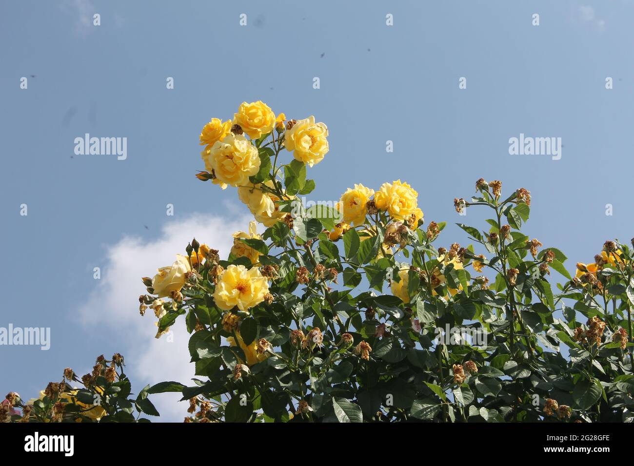 yellow roses blue sky and white clouds Stock Photo - Alamy