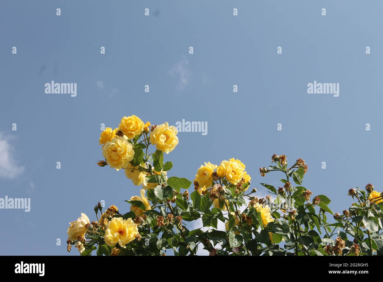 yellow roses blue sky and white clouds Stock Photo - Alamy