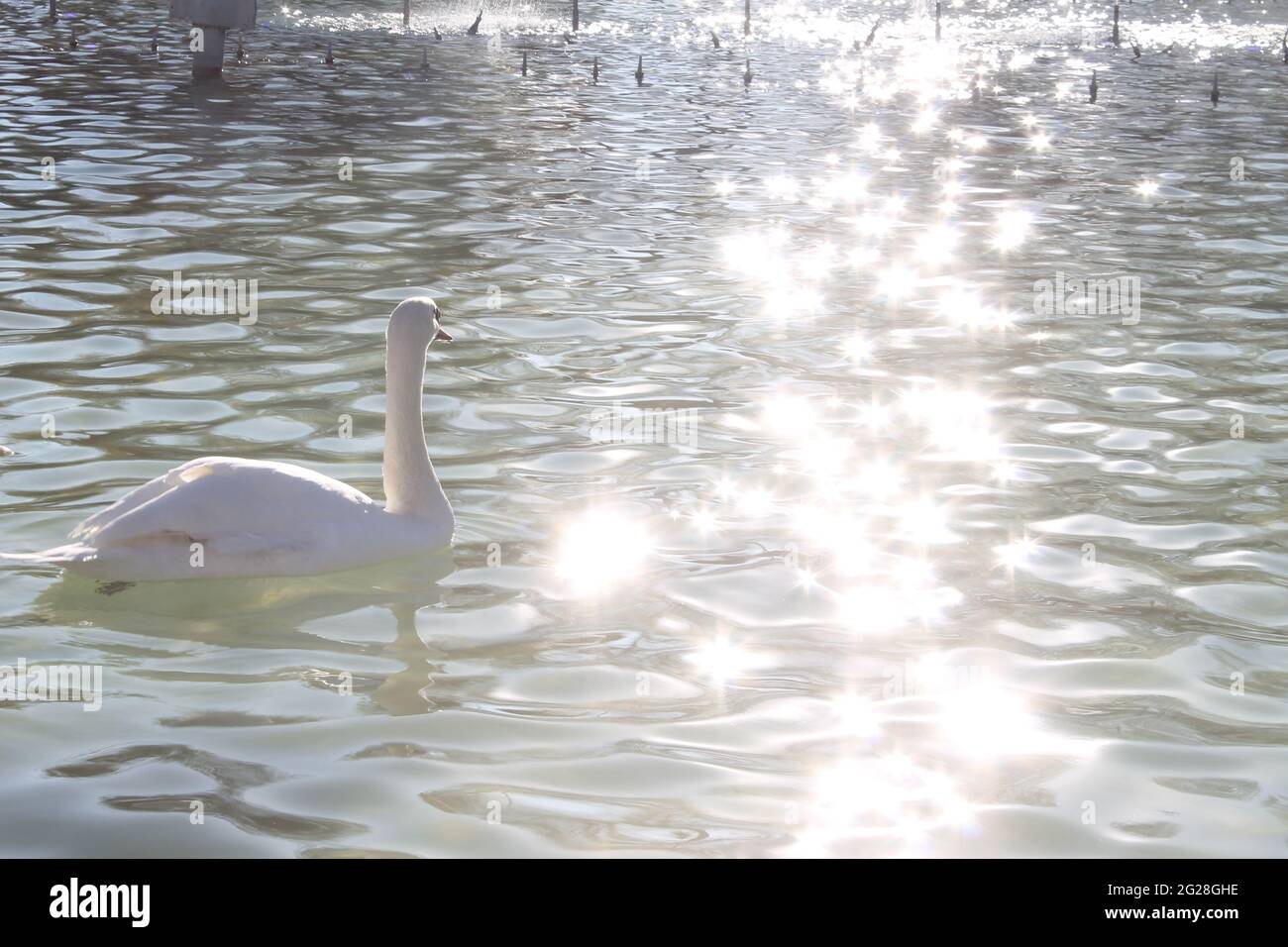 Elegant white and black swans swimming in the culture park pond Stock ...