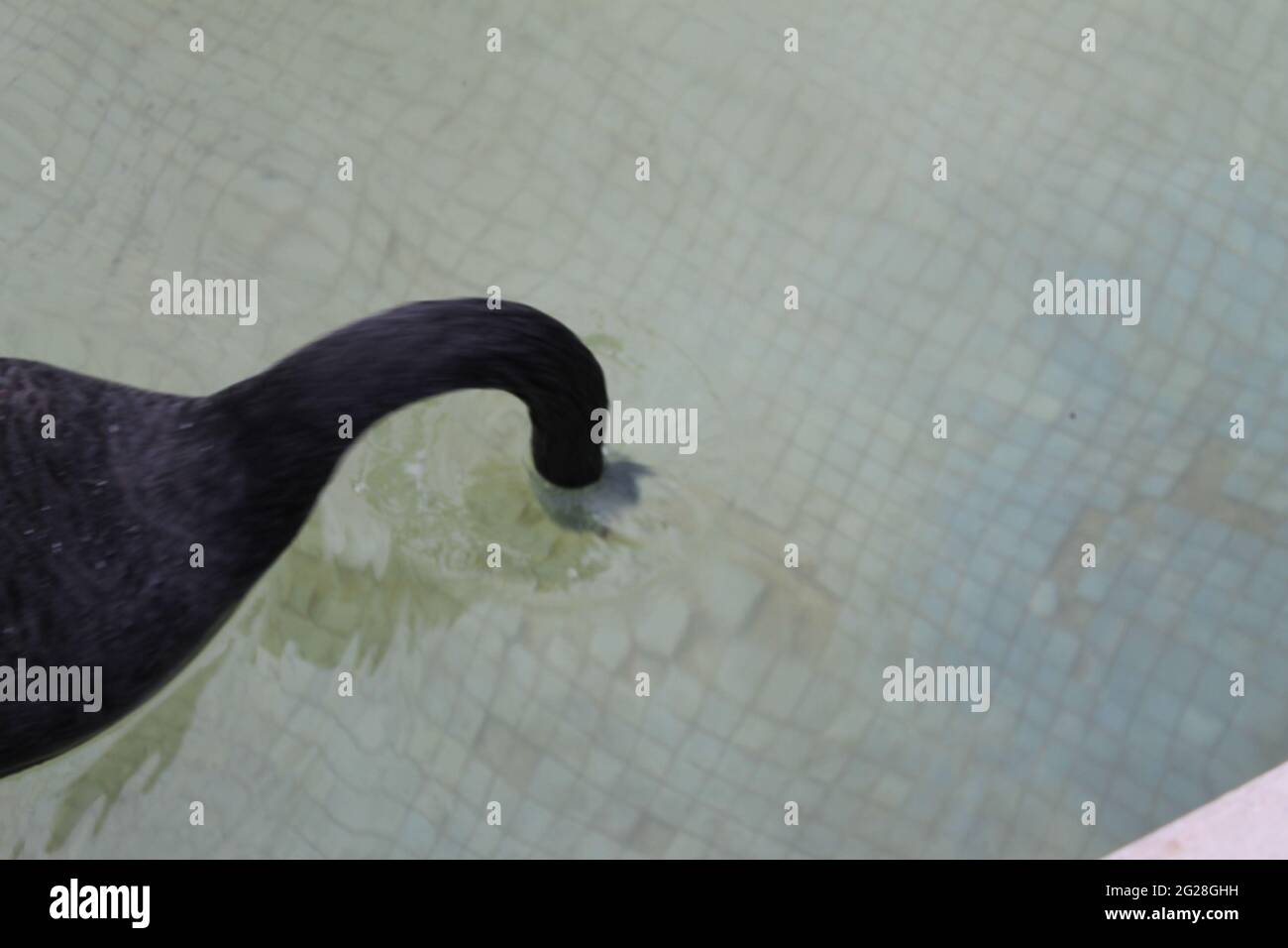 swans ducks and geese swimming in the pool in the cultural park Stock ...