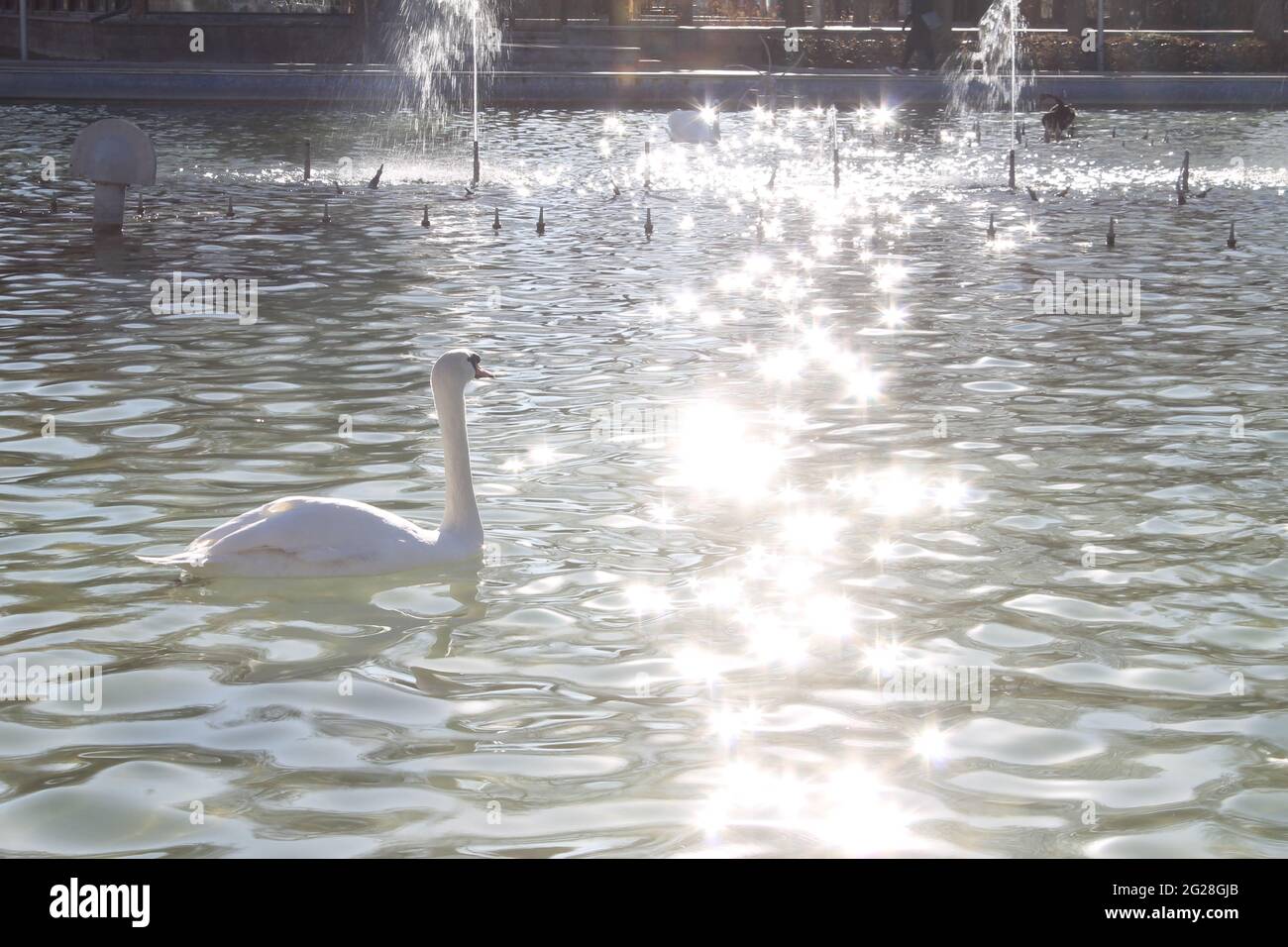 Elegant white and black swans swimming in the culture park pond Stock ...