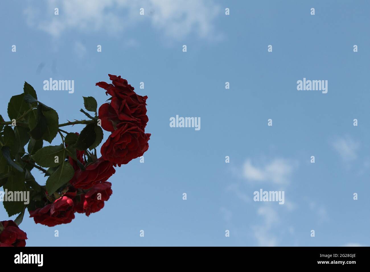 red roses sky and clouds Stock Photo - Alamy