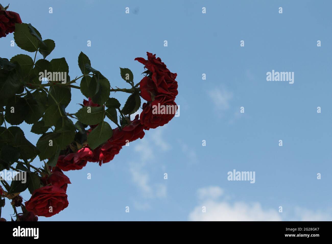 Red roses sky and clouds hi-res stock photography and images - Alamy