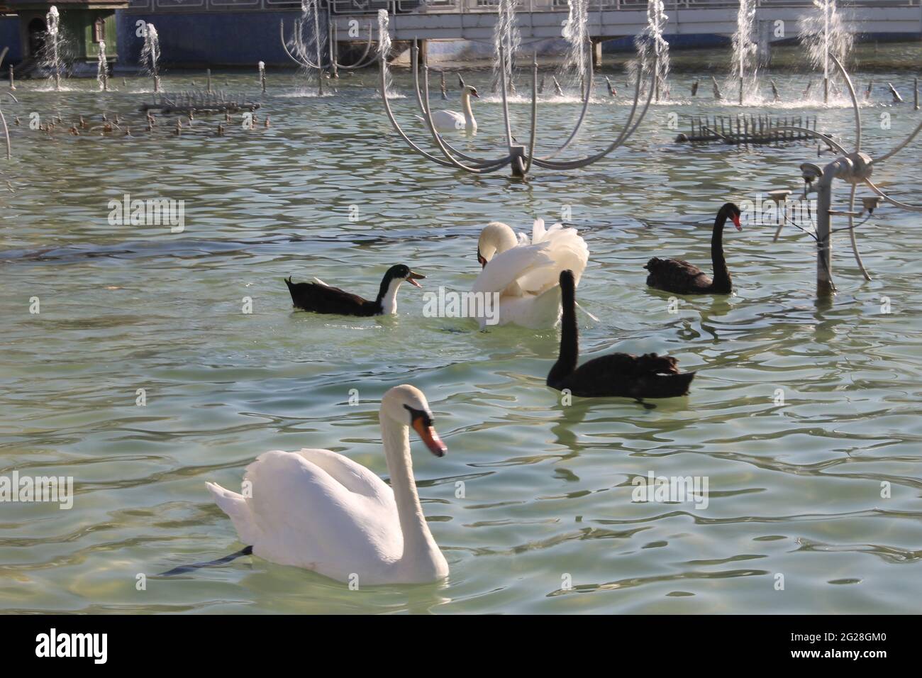 Elegant white and black swans swimming in the culture park pond Stock ...
