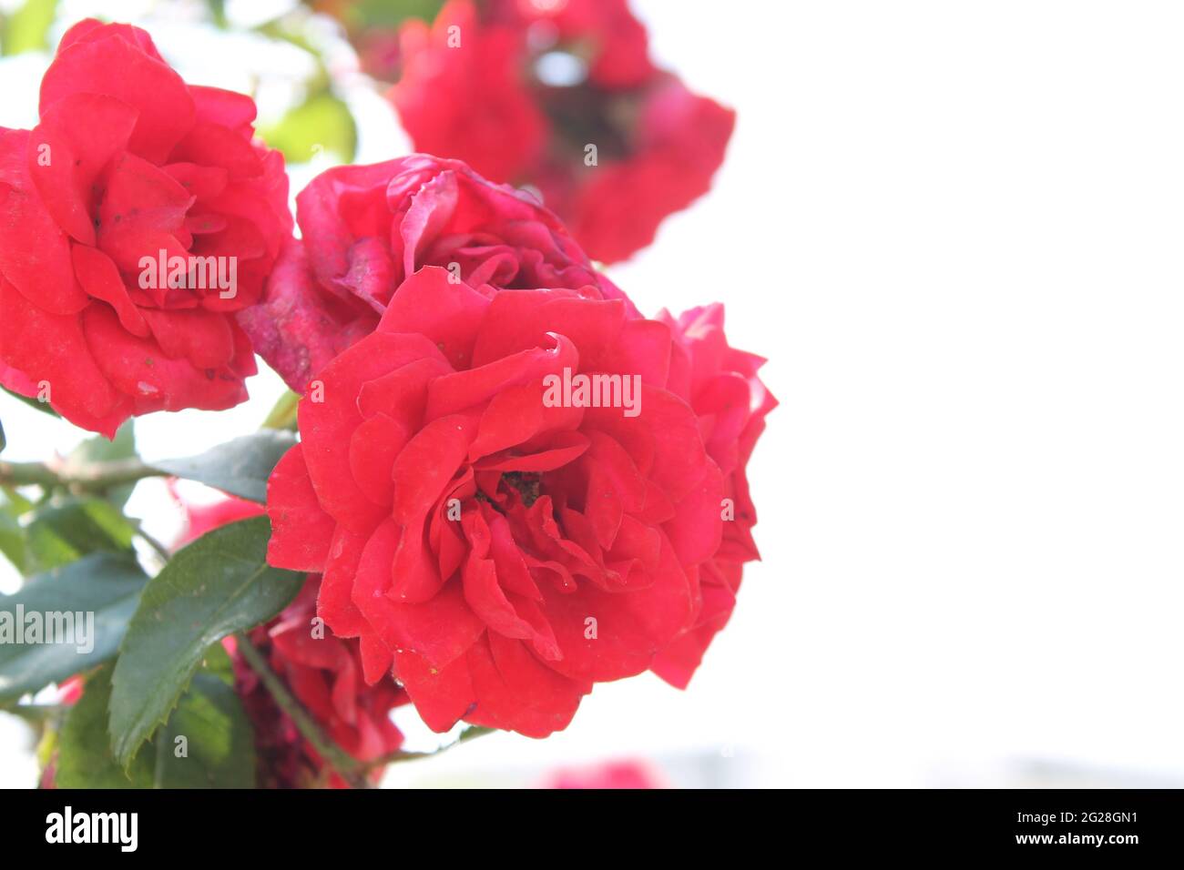 Red roses sky and clouds hi-res stock photography and images - Alamy