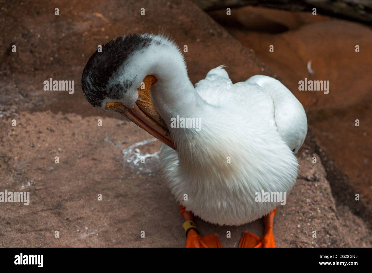 Pelican preening its feather Stock Photo - Alamy