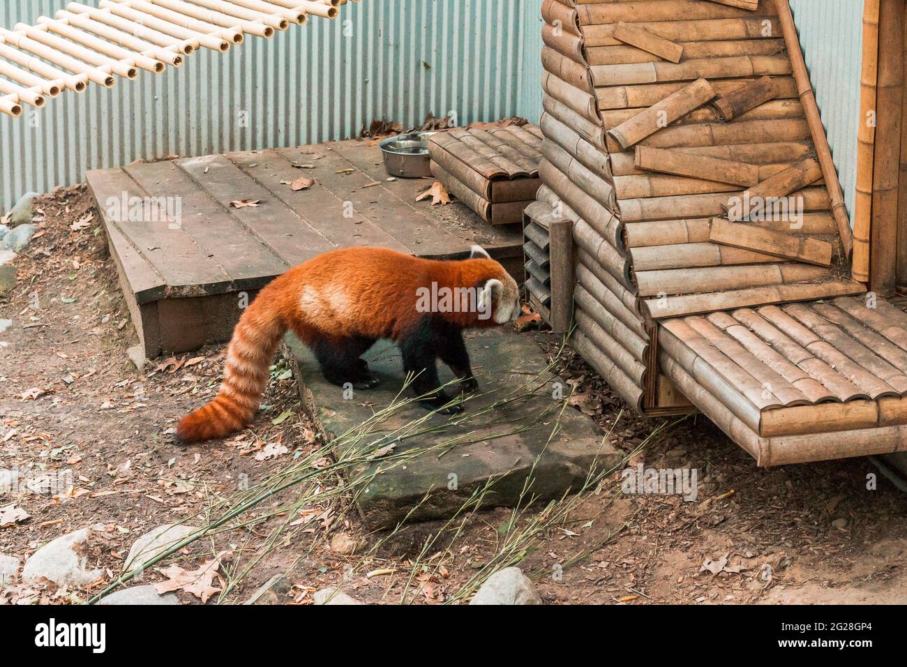 Red panda checking out the habitat at the zoo Stock Photo - Alamy