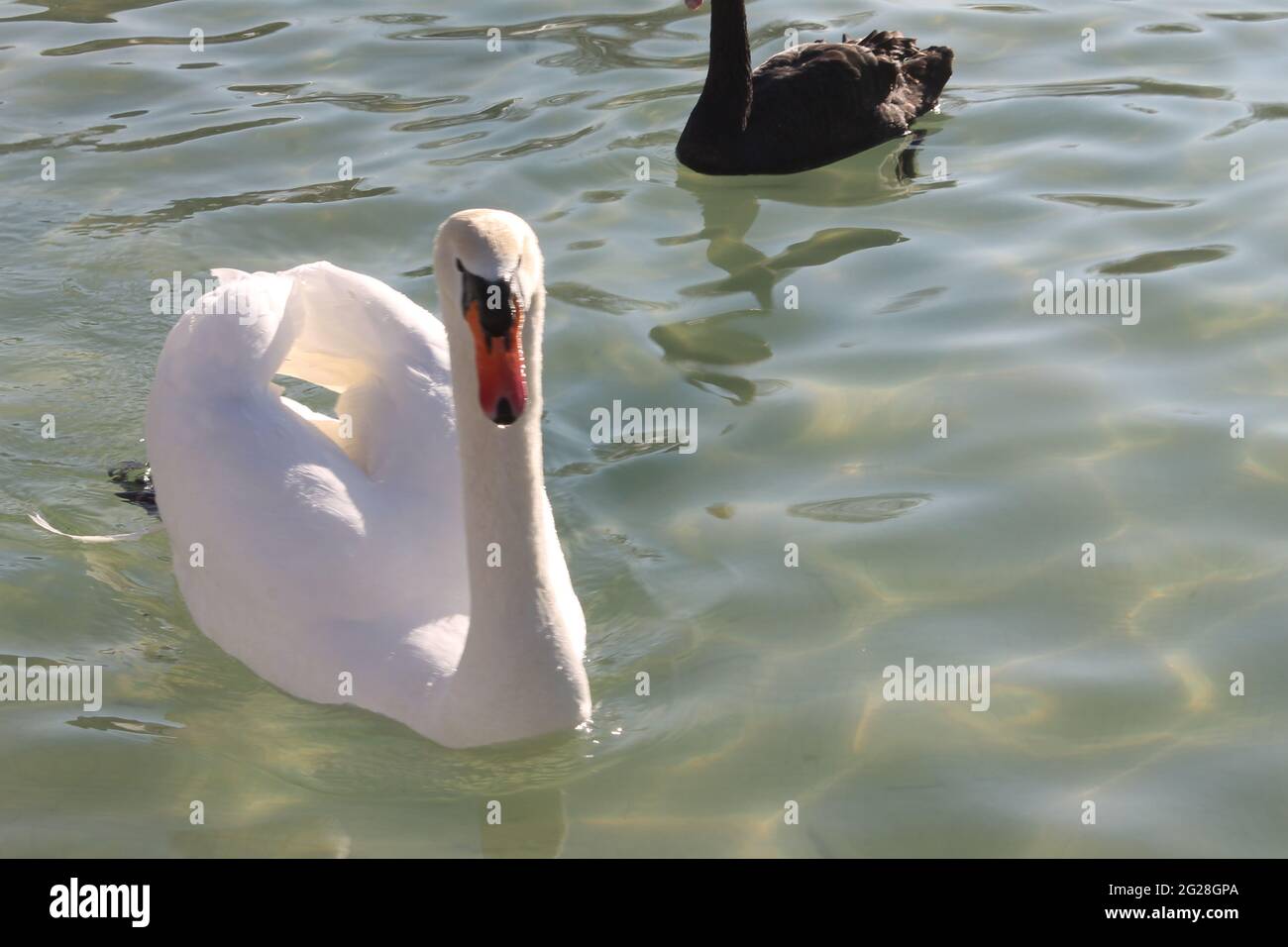 Elegant white and black swans swimming in the culture park pond Stock ...