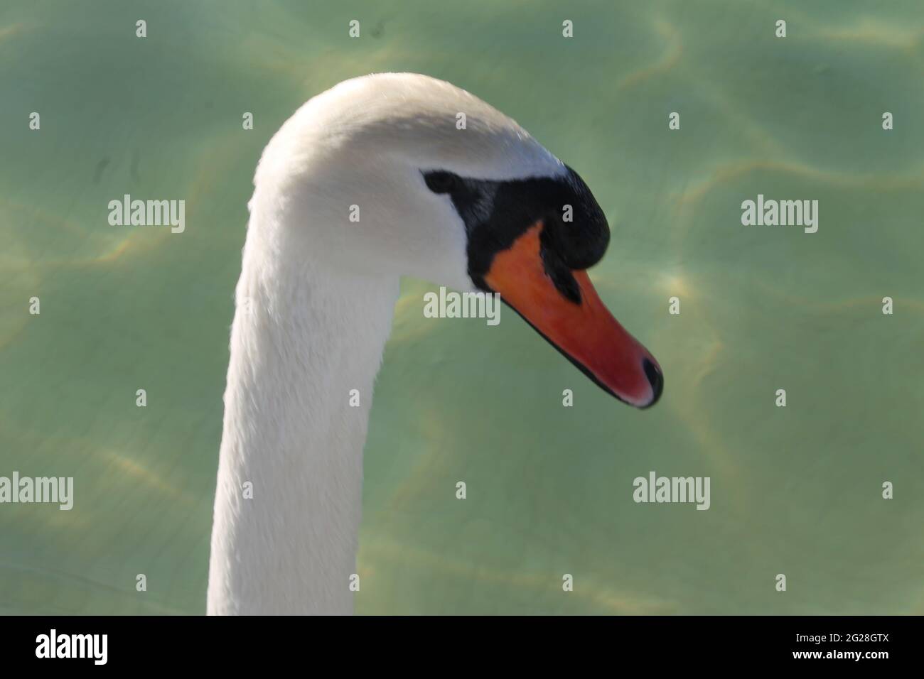 Elegant white and black swans swimming in the culture park pond Stock ...