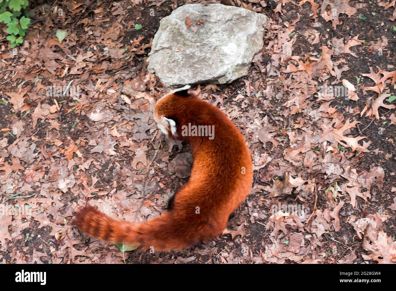 Red panda exhibit hi-res stock photography and images - Alamy