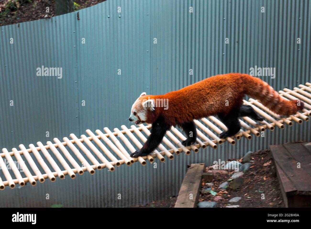 Red panda walking across a bridge Stock Photo - Alamy