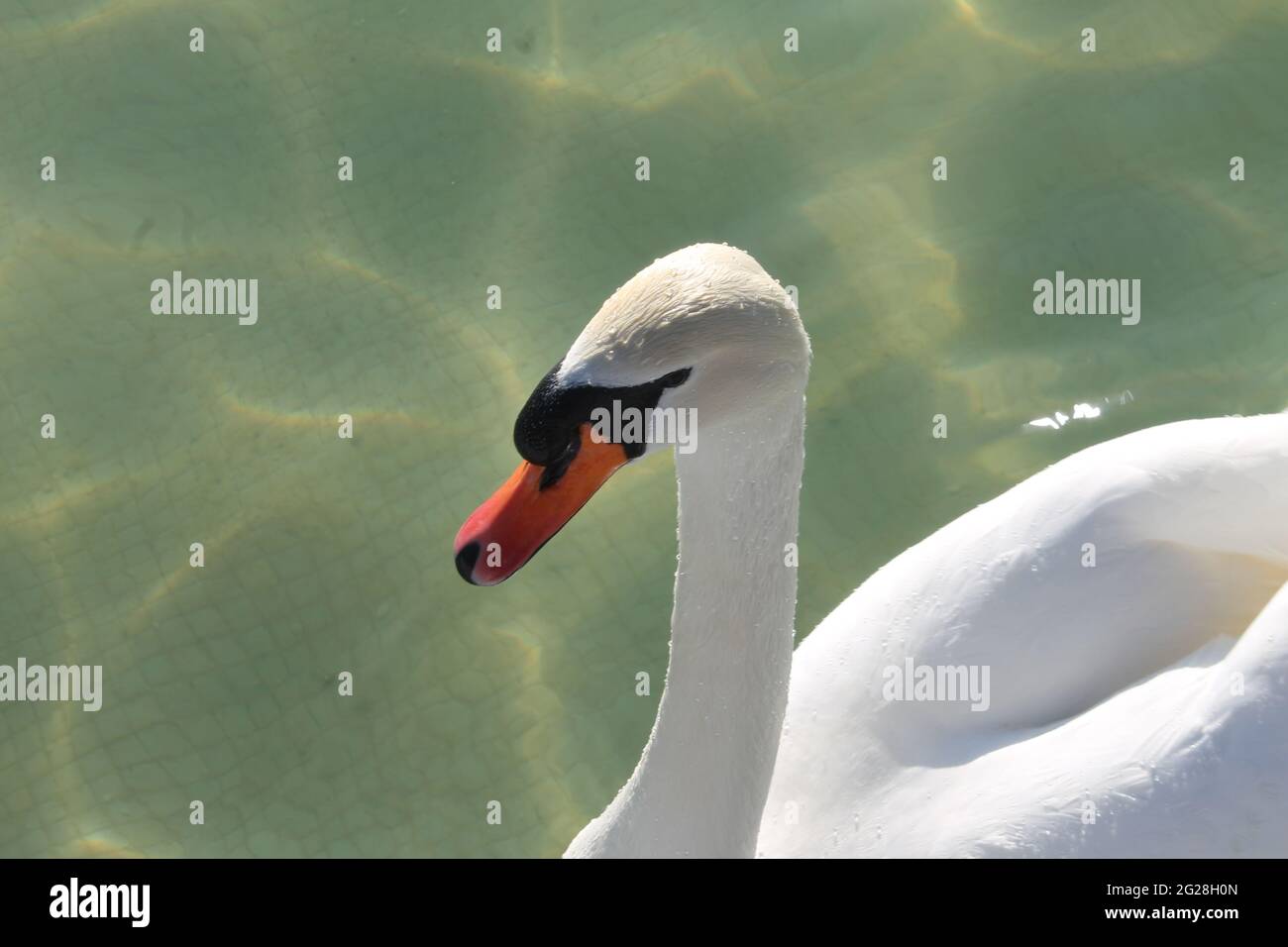 Elegant white and black swans swimming in the culture park pond Stock ...