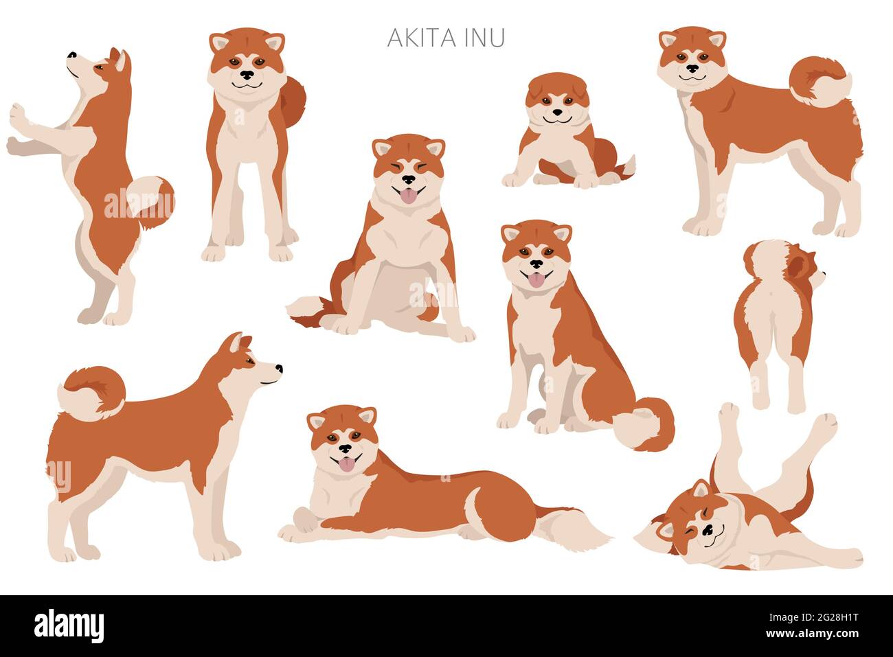 Akita Illustration American Akita – Watercolour Illustration