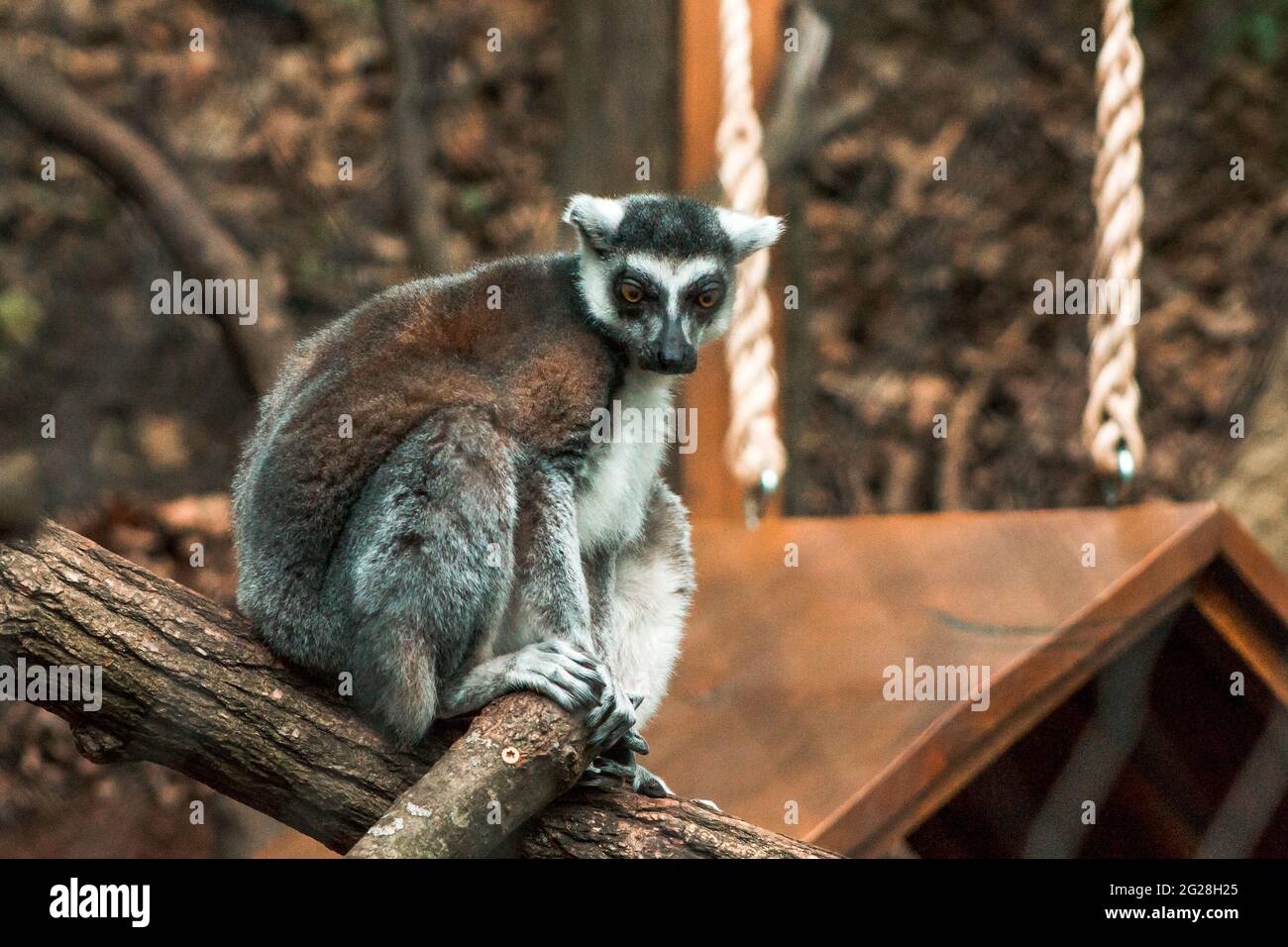 Ring tailed lemur in an enclosure at the zoo Stock Photo - Alamy