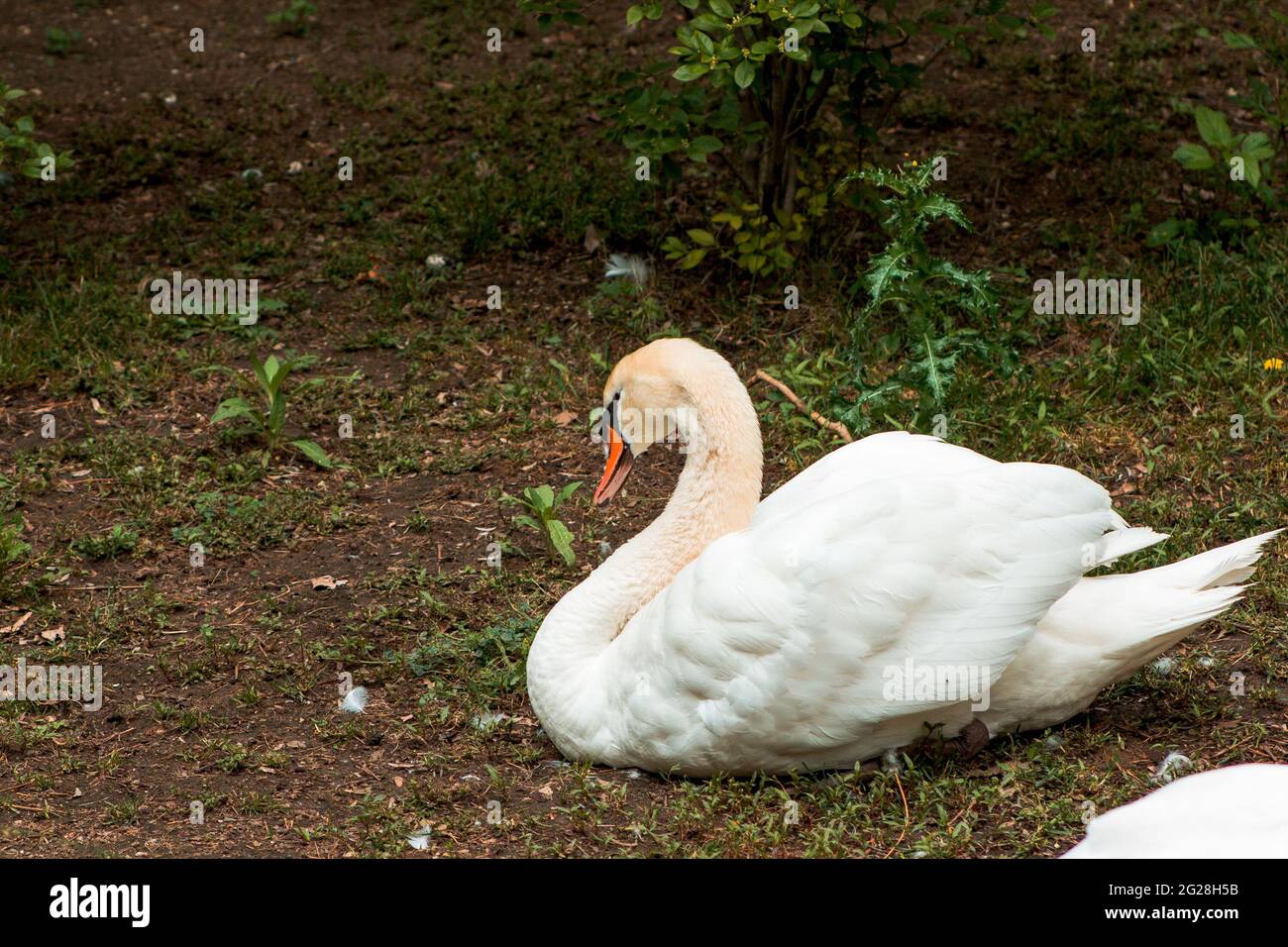 Swan resting in an enclosure as the zoo Stock Photo - Alamy