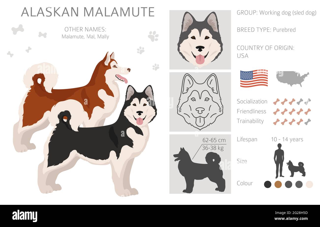 How Many Types Of Malamutes Are There