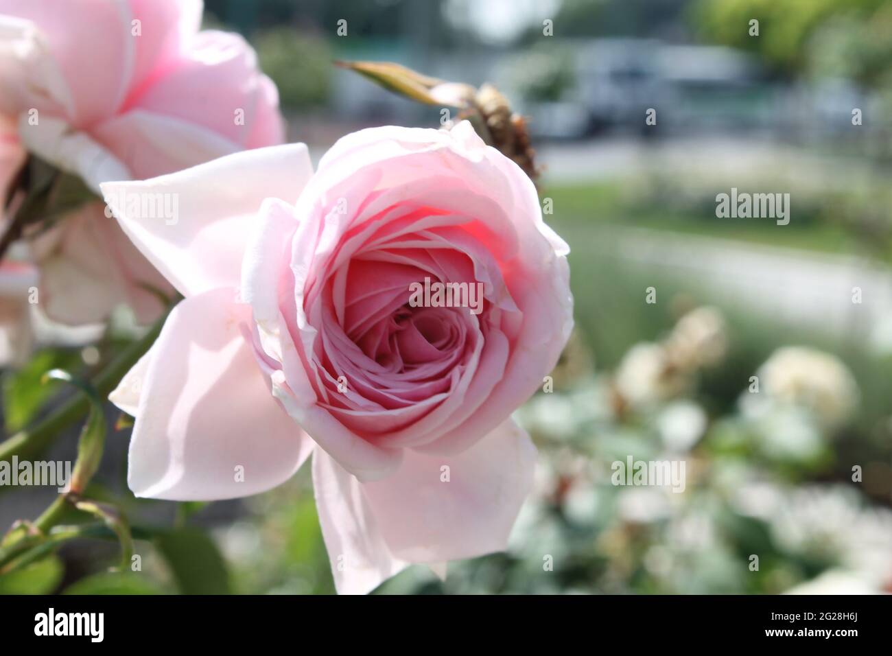 pink rose in the garden Stock Photo - Alamy