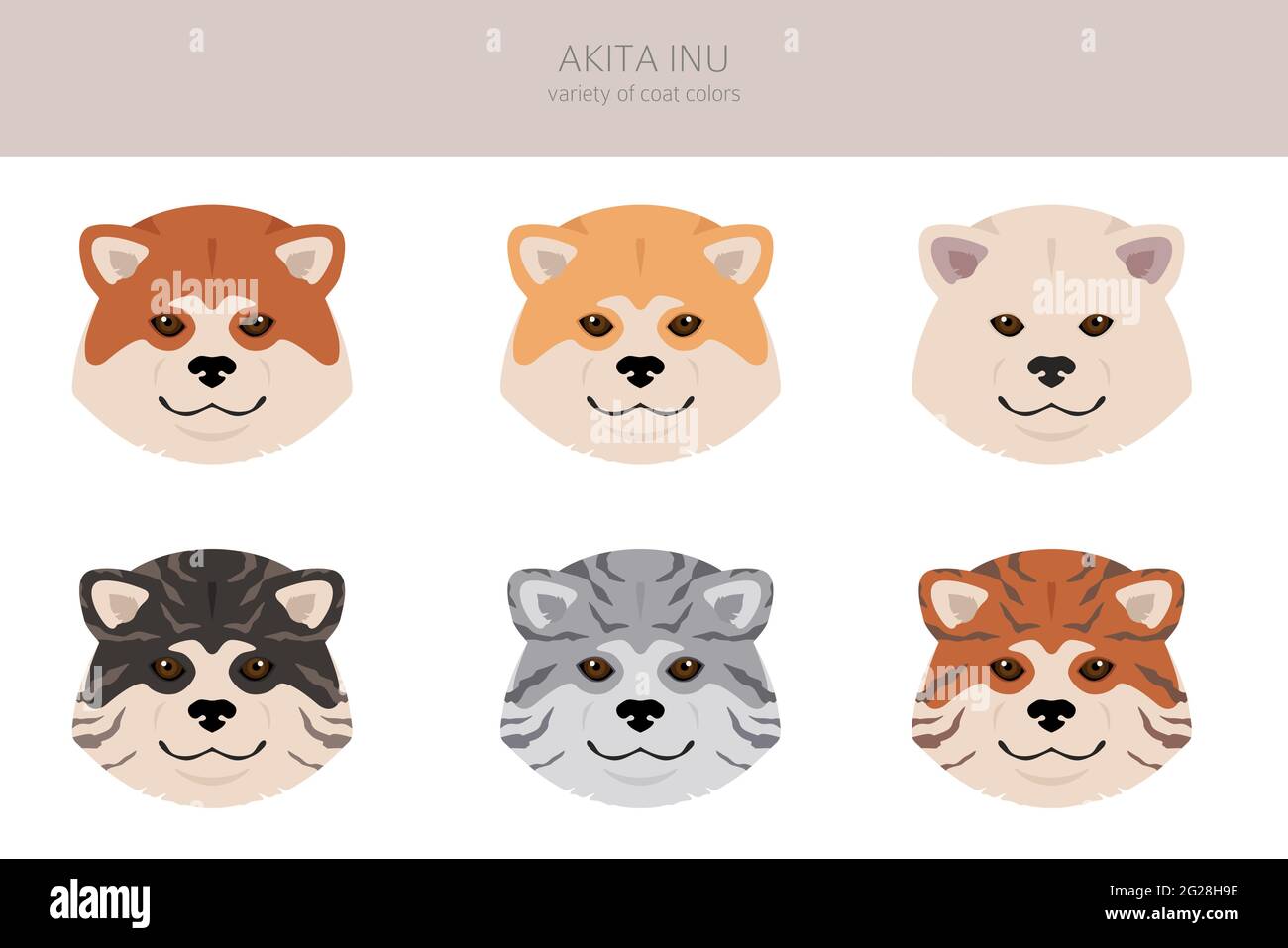 Akita Inu all colours clipart. Different coat colors set. Vector ...