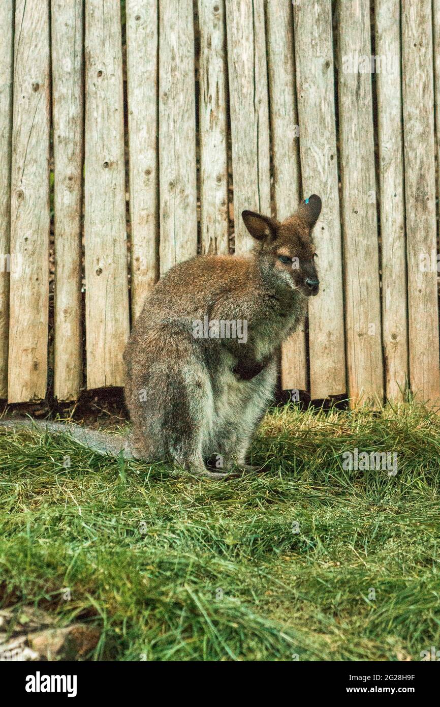 Wallaby in an enclosure at the zoo Stock Photo - Alamy