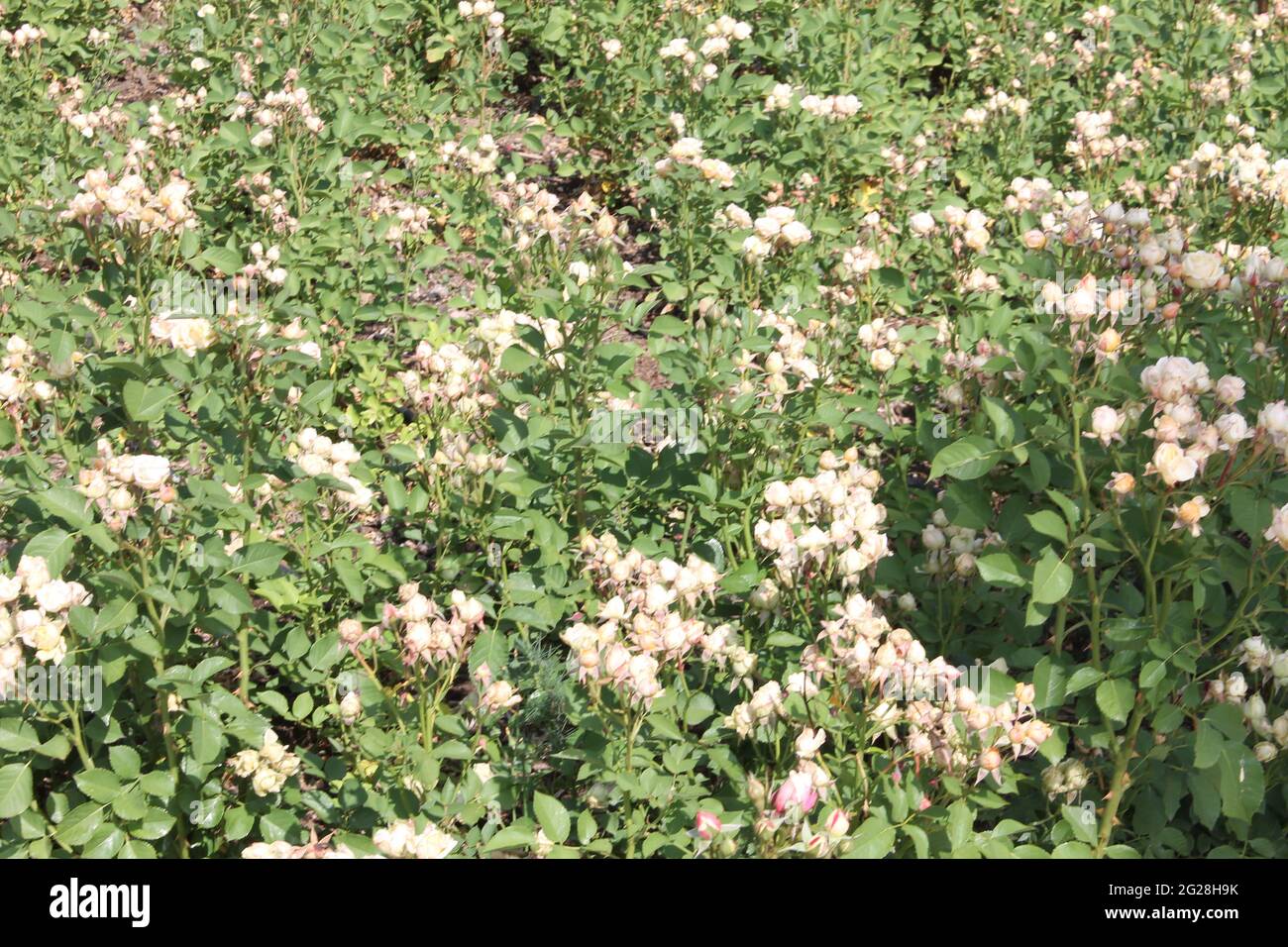field of white roses Stock Photo - Alamy
