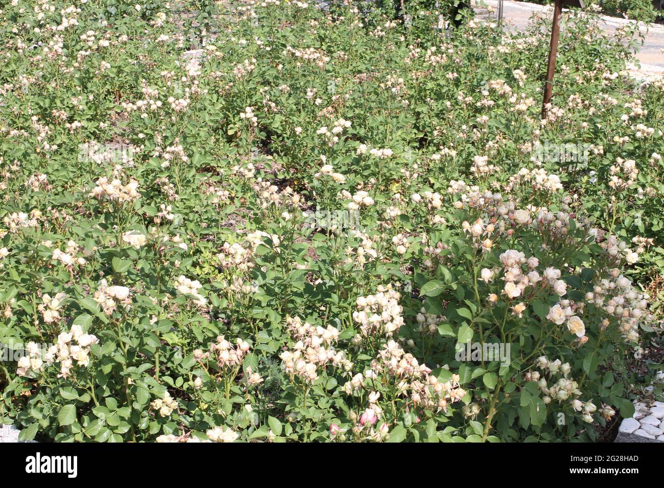 field of white roses Stock Photo - Alamy