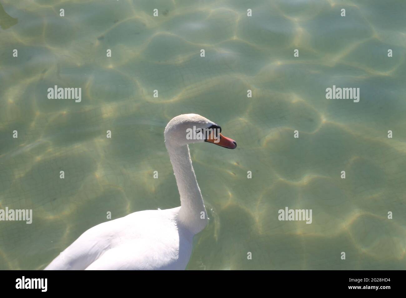 Elegant white and black swans swimming in the culture park pond Stock ...