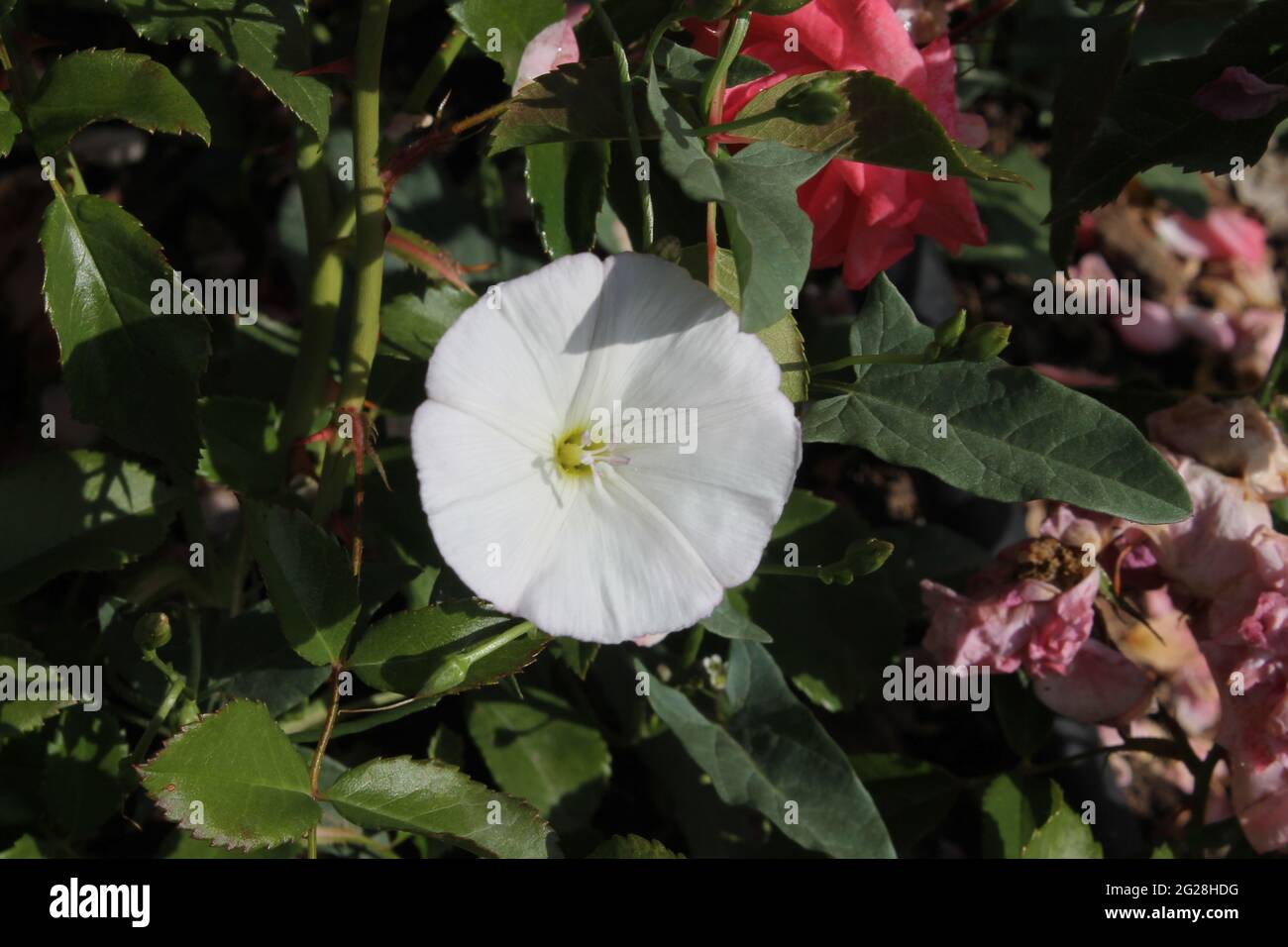 Wildflower natural hi-res stock photography and images - Alamy