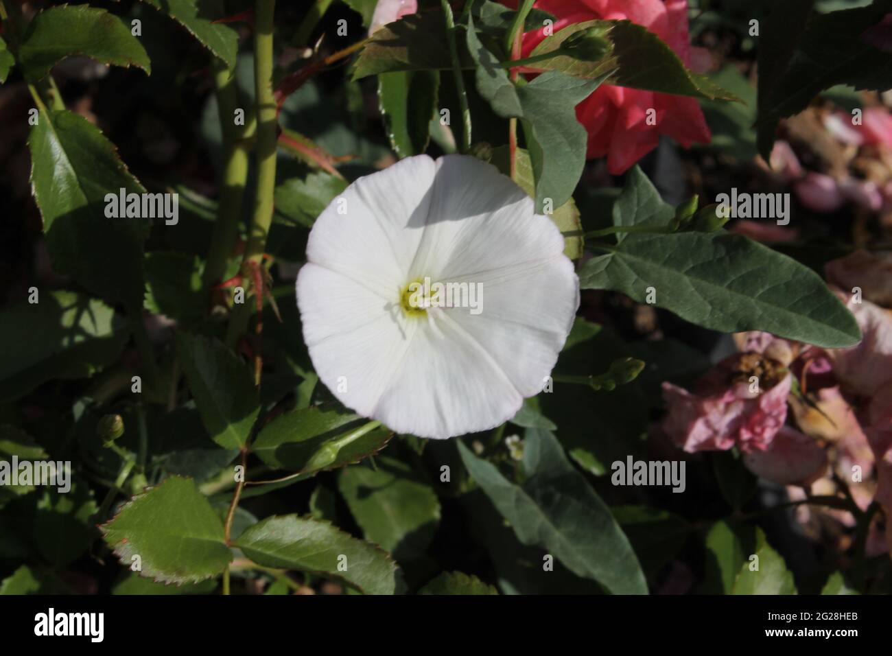 Wildflower natural hi-res stock photography and images - Alamy