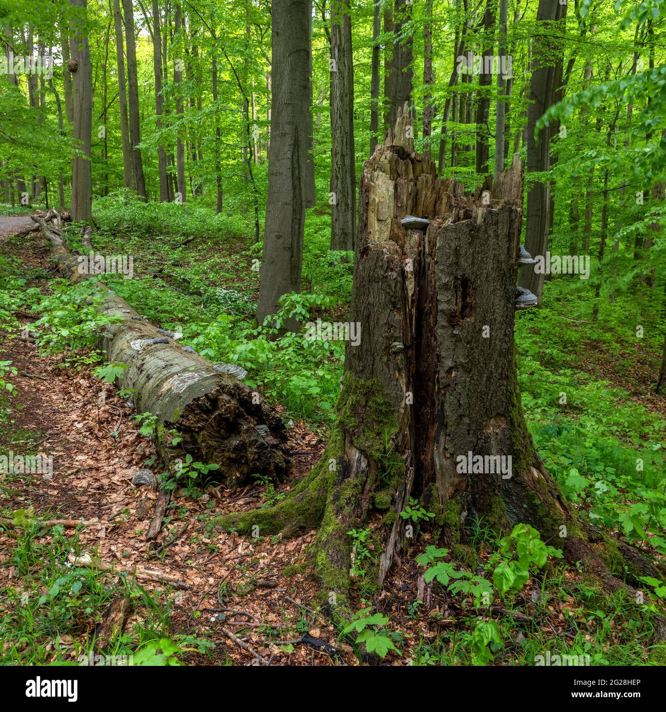 Woodland in Hainich National Park, Thuringia, Germany Stock Photo - Alamy