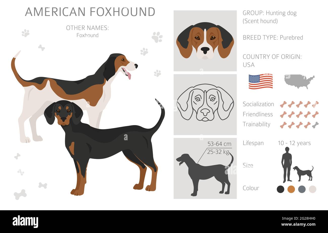 American foxhound vector Cut Out Stock Images & Pictures - Alamy