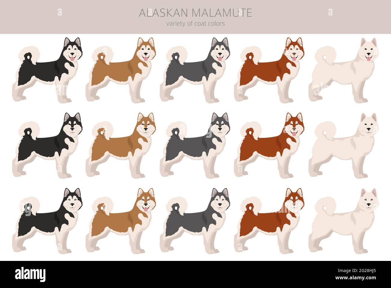 Alaskan malamute all colours clipart. Different coat colors and poses ...