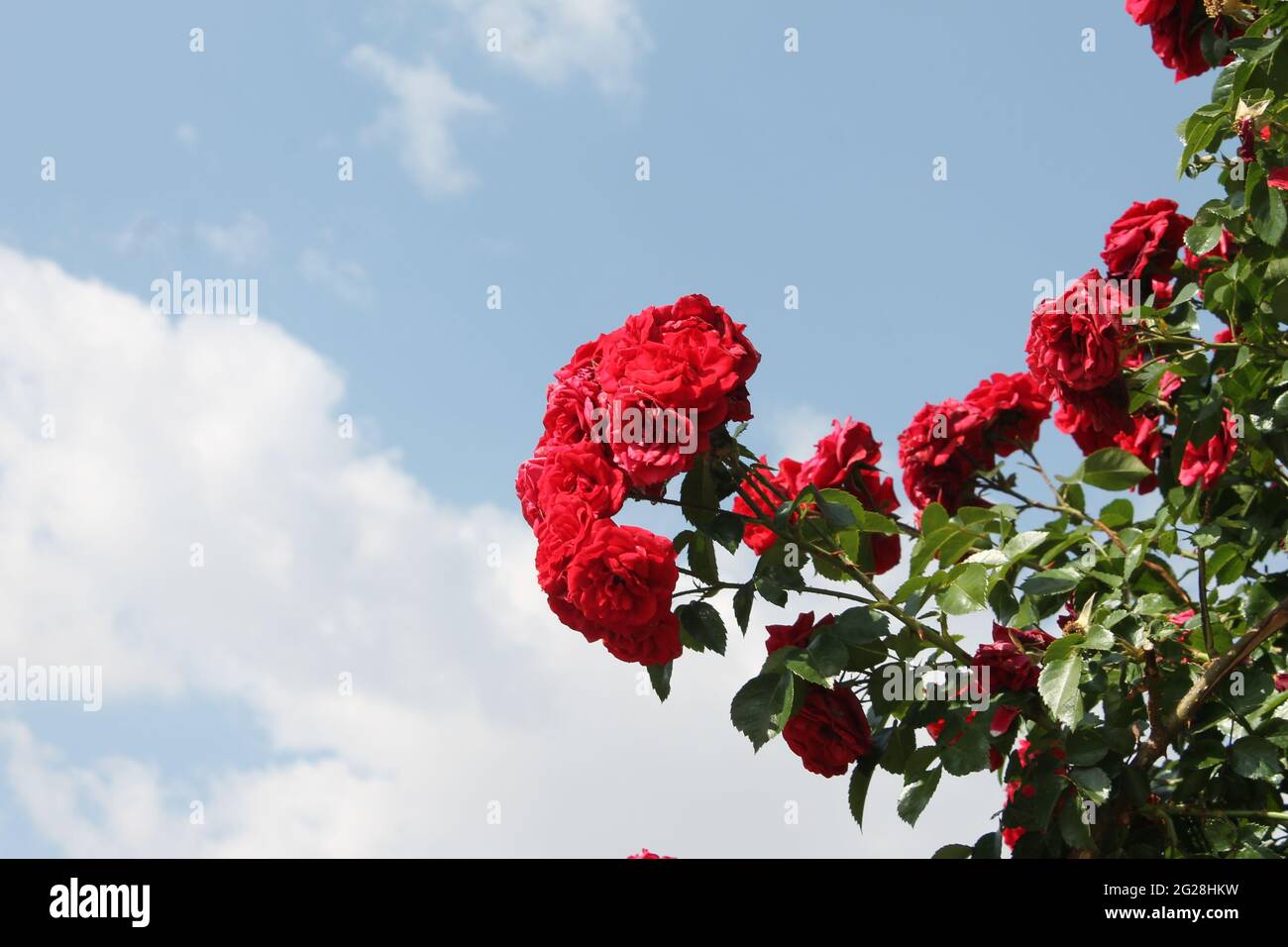 Red roses sky and clouds hi-res stock photography and images - Alamy