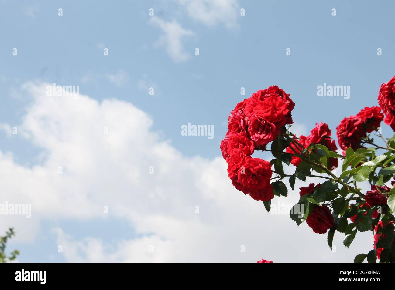 red roses sky and clouds Stock Photo - Alamy