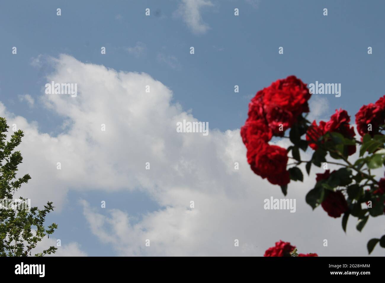 red roses sky and clouds Stock Photo - Alamy