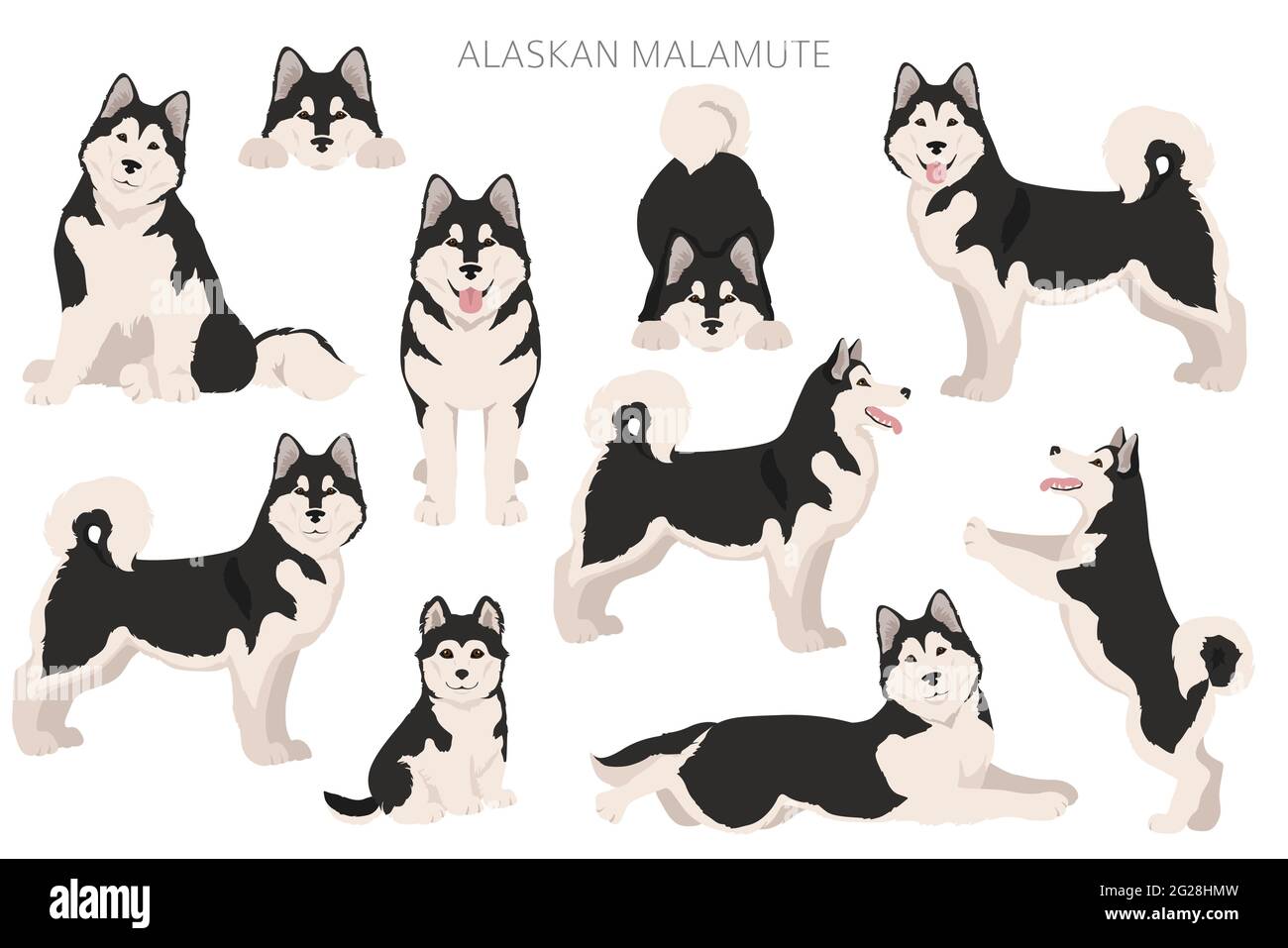 Alaskan malamute all colours clipart. Different coat colors and poses ...