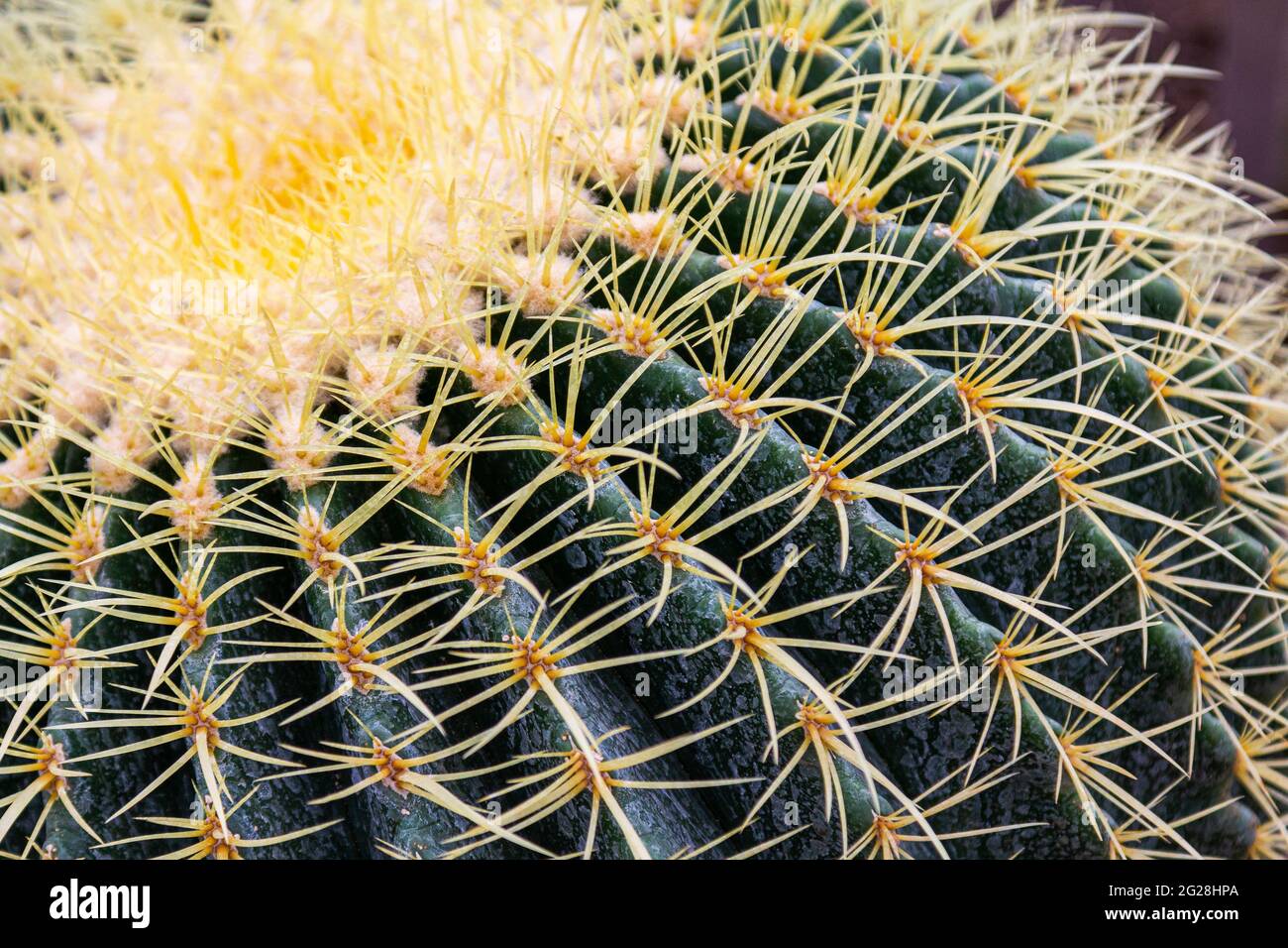 Cactus plant large frame . Green cactus. needle Stock Photo - Alamy