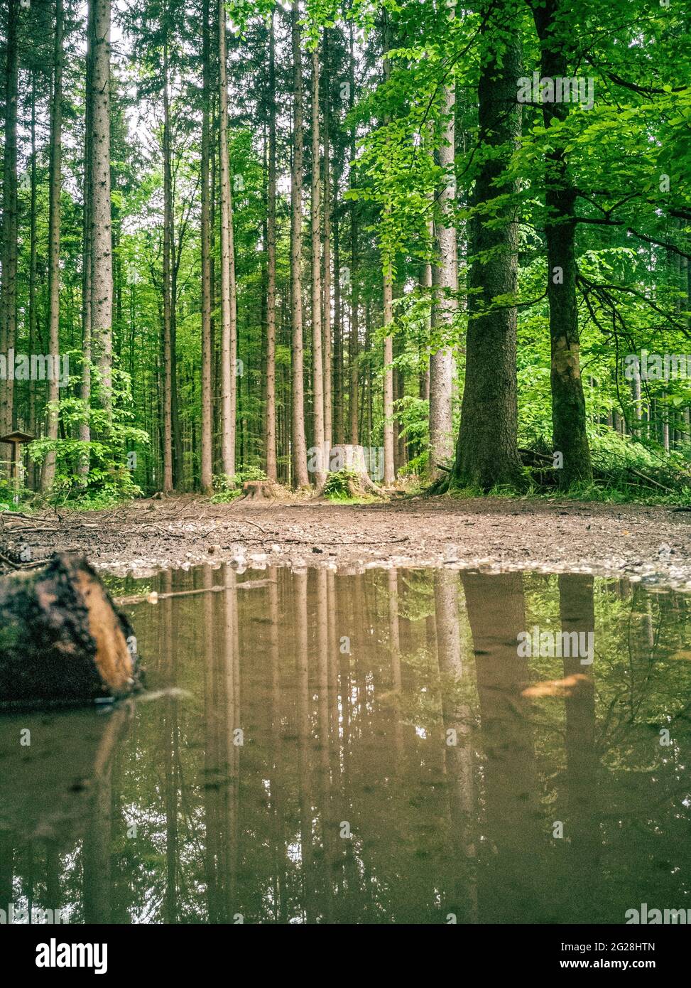 Small puddle between tall trees with thin trunks in the forest captured ...