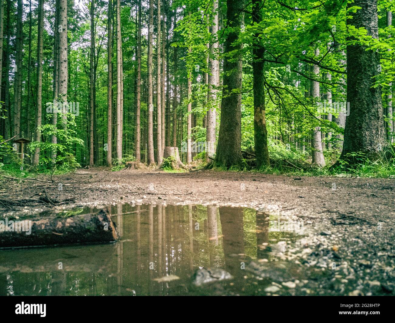 Small puddle between tall trees with thin trunks in the forest captured ...
