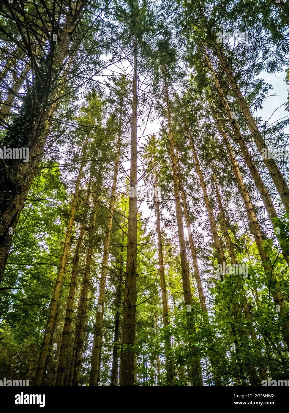 Low-angle shot of tall trees with thin trunks grown in the forest ...