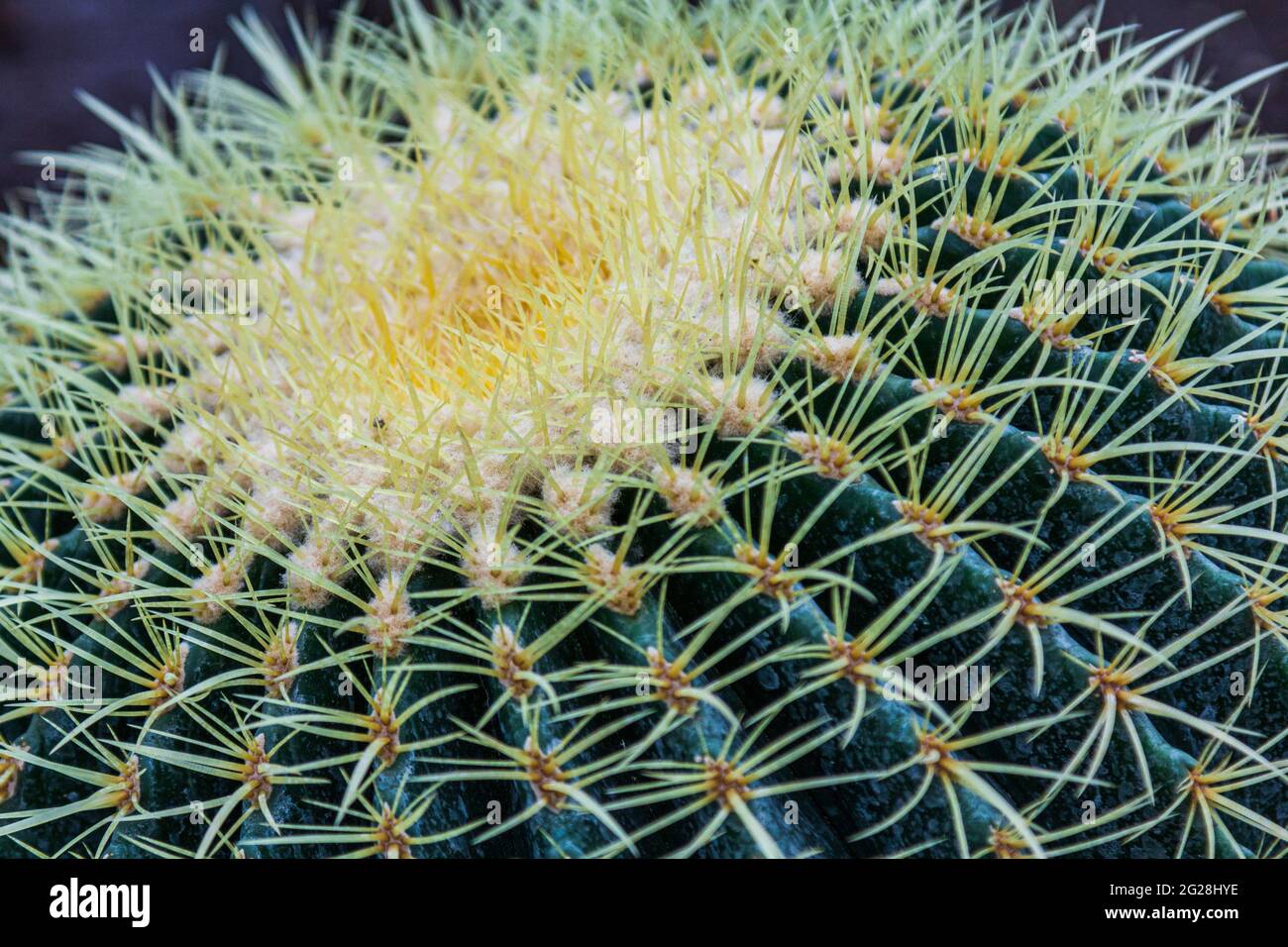 Cactus plant large frame . Green cactus. needle Stock Photo - Alamy