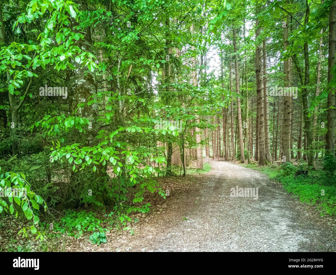 Narrow footpath between tall trees with thin trunks in the forest ...