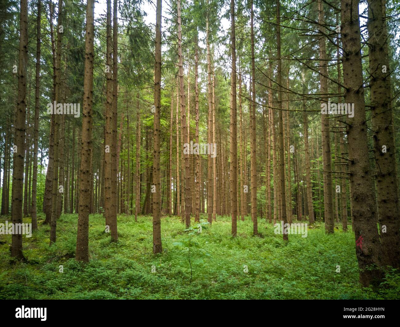 Beautiful view of tall trees with thin trunks grown in the forest ...