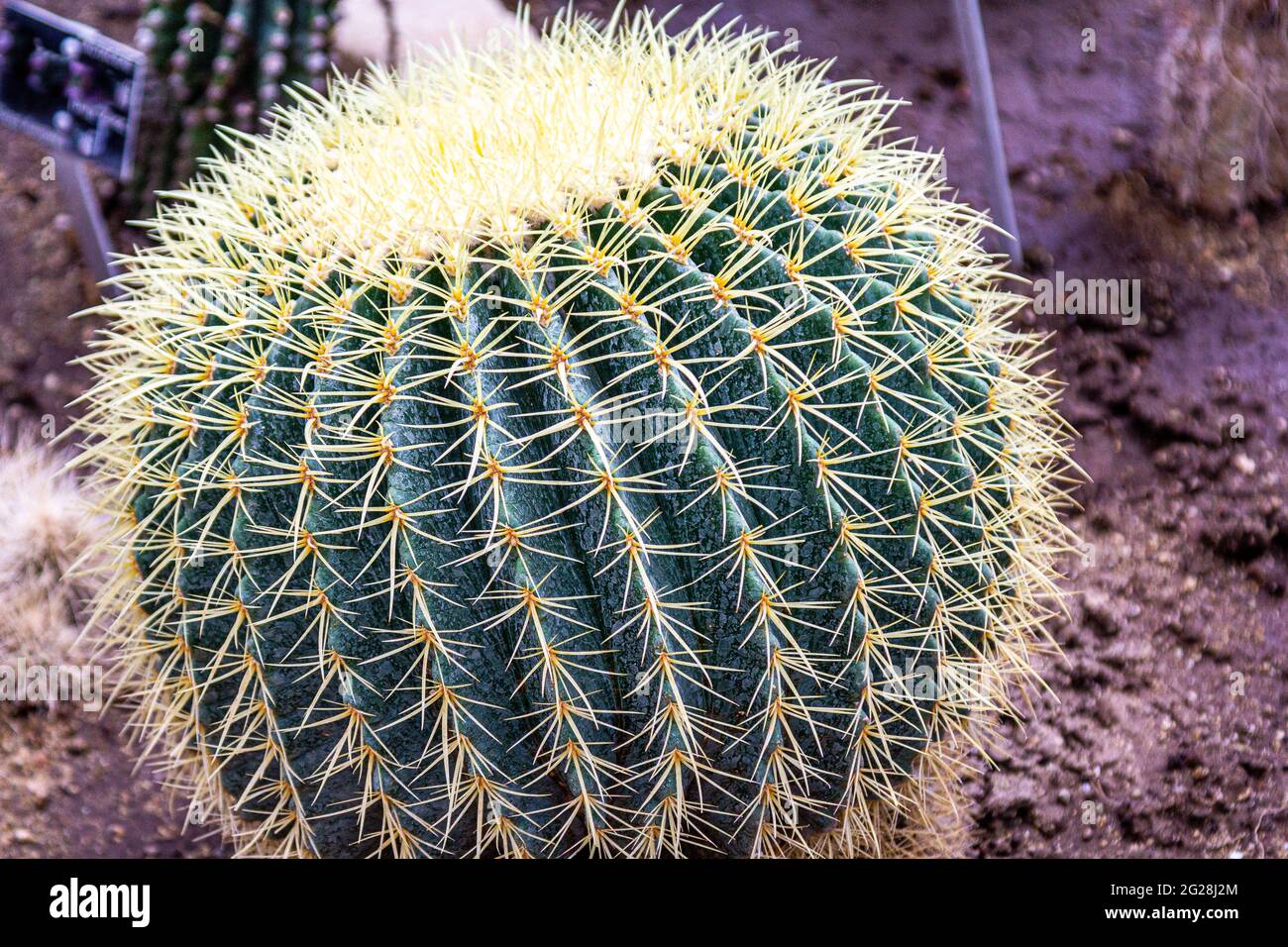 Cactus plant large frame . Green cactus. needle Stock Photo - Alamy