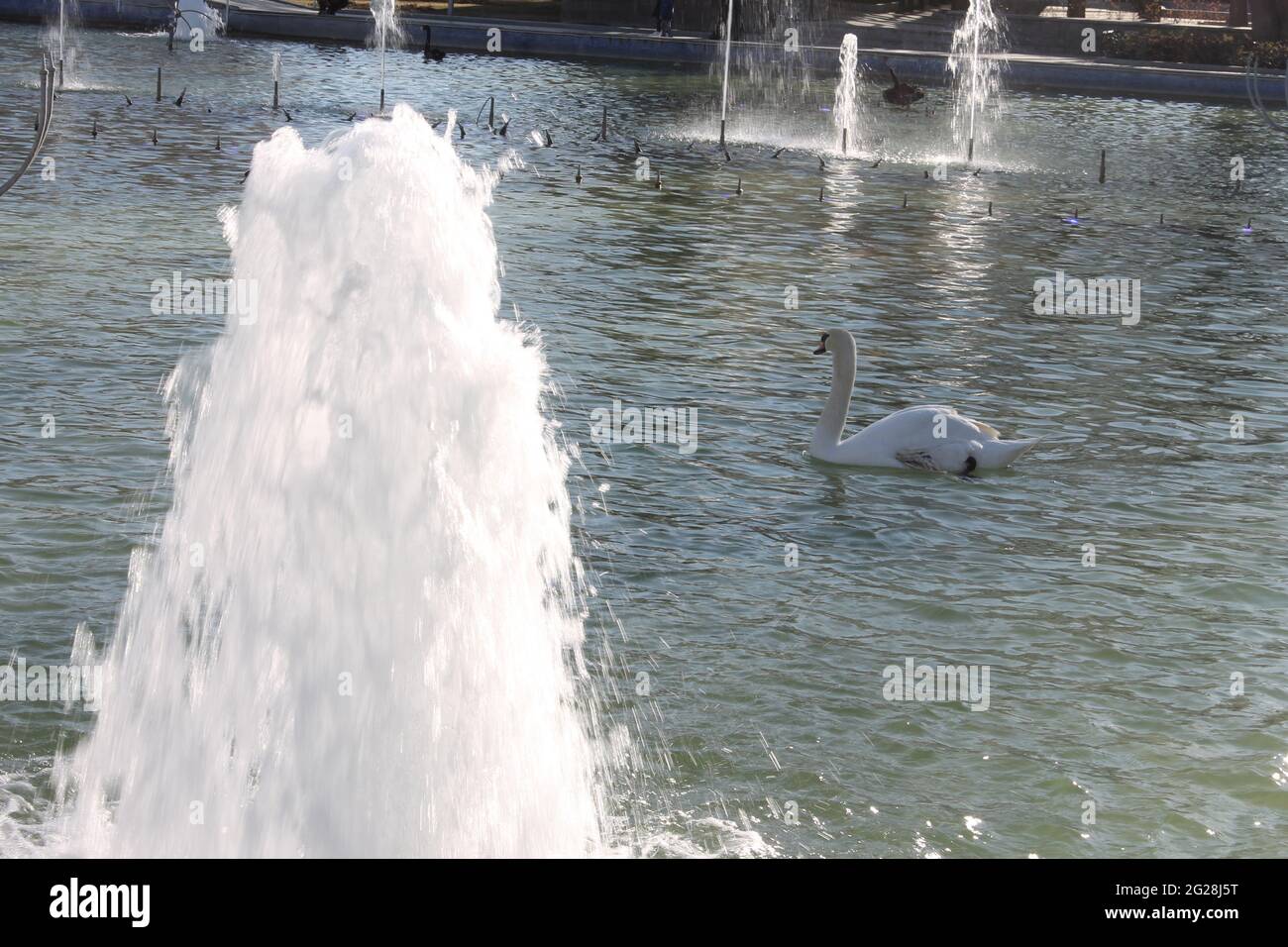 Elegant white and black swans swimming in the culture park pond Stock ...